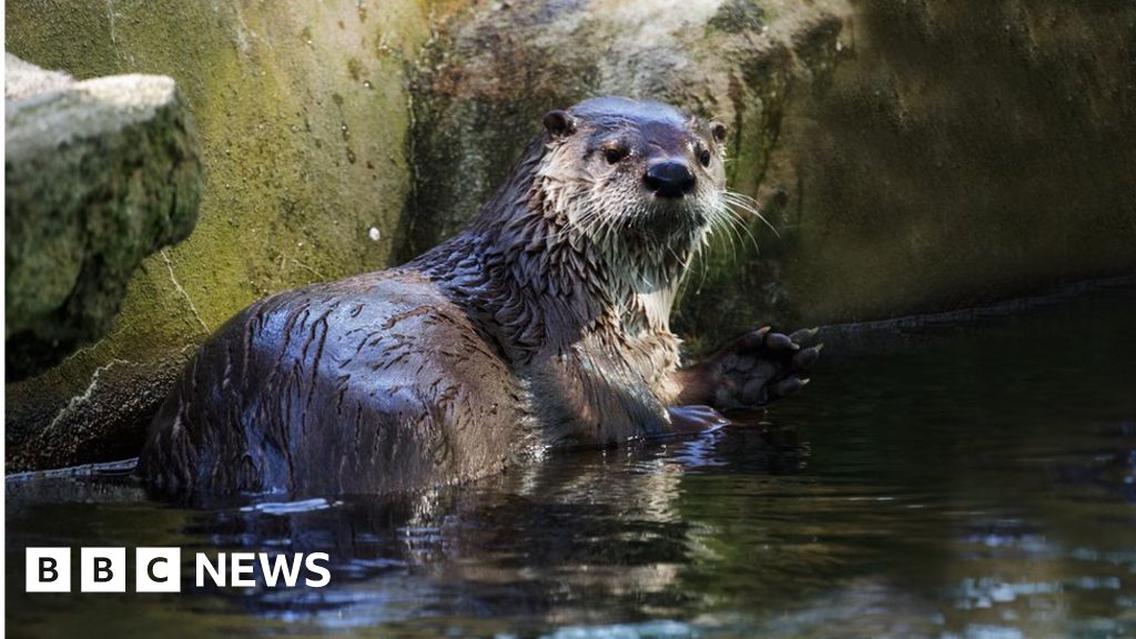Wild otters speak with distinct smells, Cardiff uni finds - BBC News