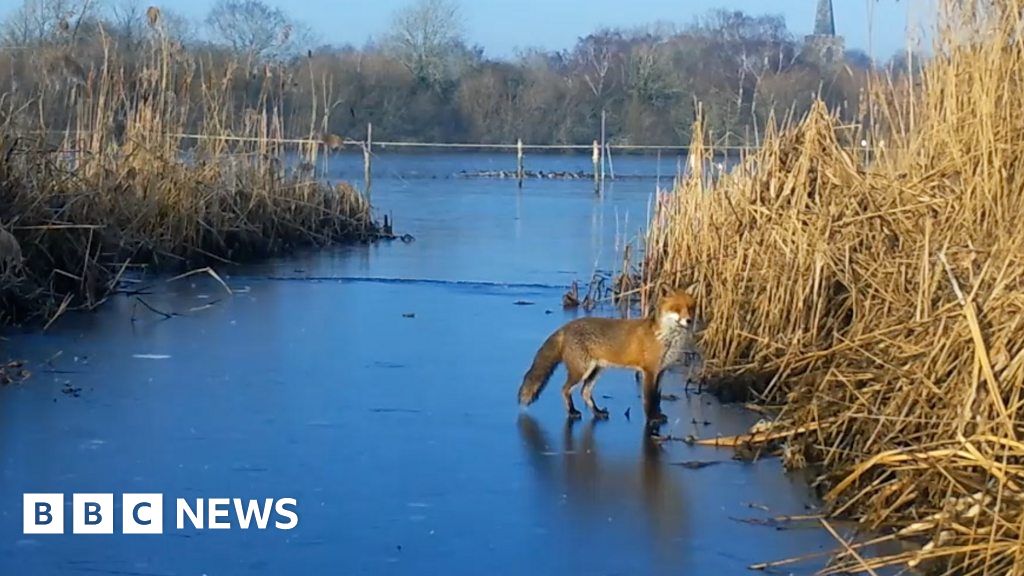 Attenborough Nature Reserve: Fox on frozen lake caught on trail cam