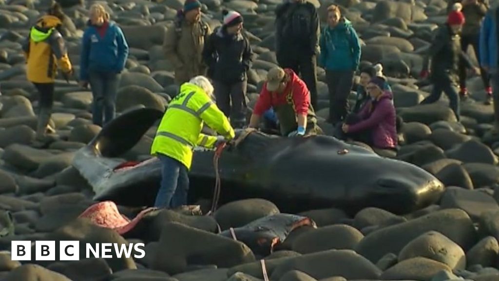 Sperm whale dies on Gwynedd beach after getting stranded - BBC News