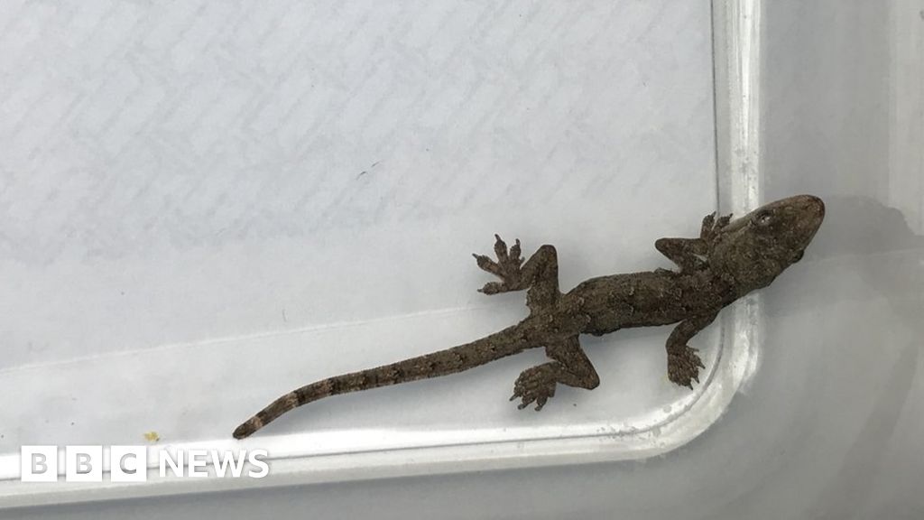 Globe-trotting gecko 'hitched' 5,500-mile trip to Chester - BBC News