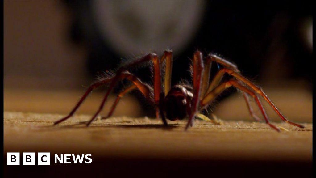 House spiders are on an 'epic love quest'