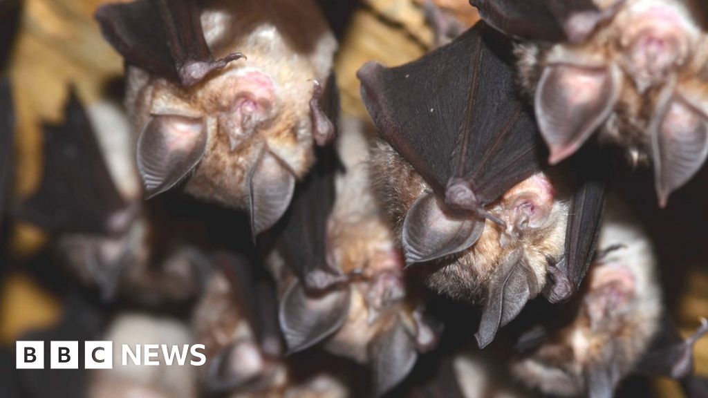 Extreme weather 'potentially catastrophic' for bats - BBC News