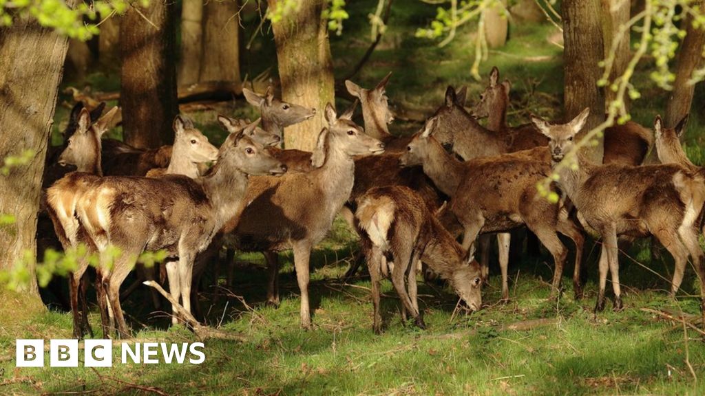 Hunting deer for venison 'could help birds thrive' - BBC News