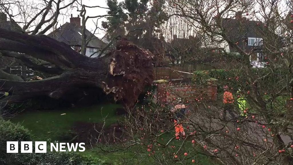 Three injured as 300-year-old oak falls in Trentham - BBC News