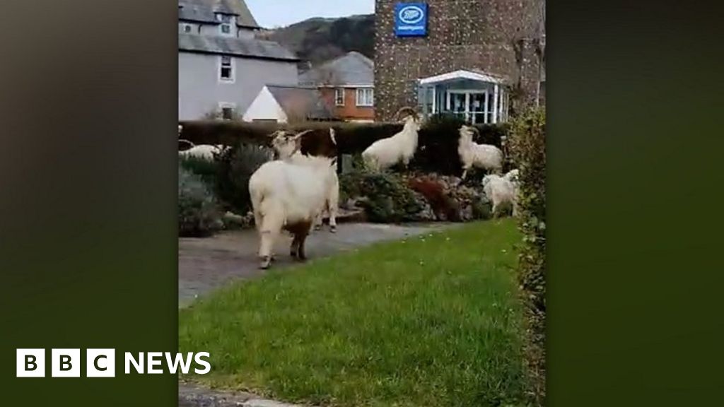 Covid: Llandudno's Great Orme goats back in town - BBC News