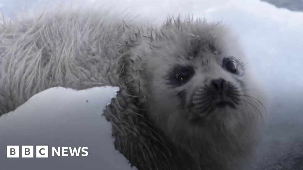 Can Finland's Saimaa seals survive climate change? - BBC News