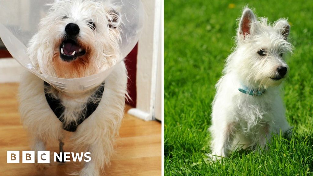 Bridgend pawless puppy gets £10,000 metal legs - BBC News