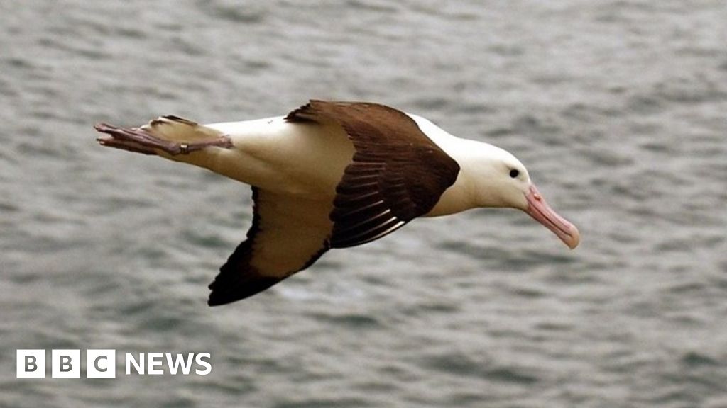Birdwatching from space - BBC News