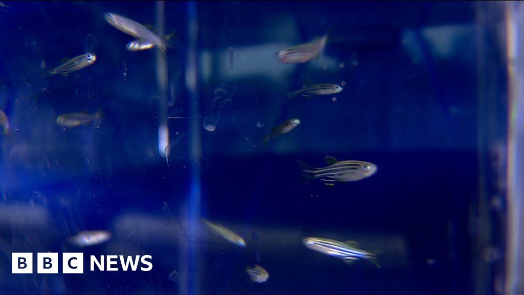 Zebrafish in Edinburgh brain tumour research - BBC News