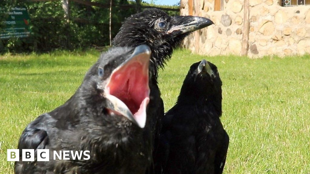 Tower of London ravens to be raised in Suffolk pub