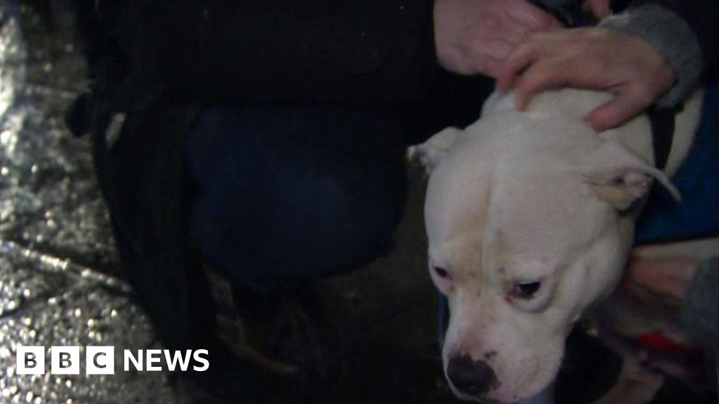 Street Paws treating homeless people's dogs