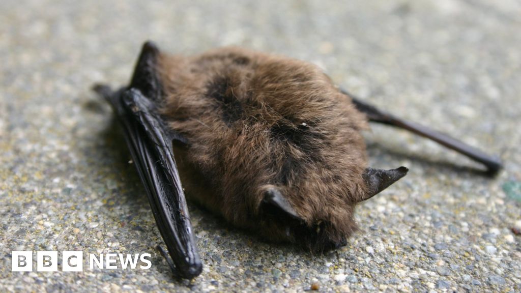 Decomposing bat found in Walmart salad prompts rabies tests - BBC News