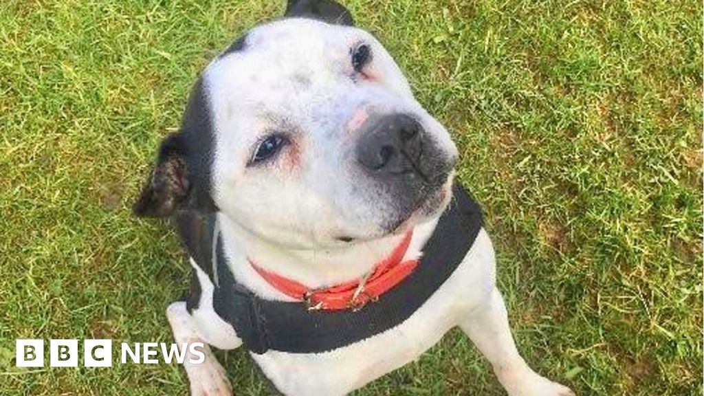 Deaf dog learns sign language after losing hearing - BBC News