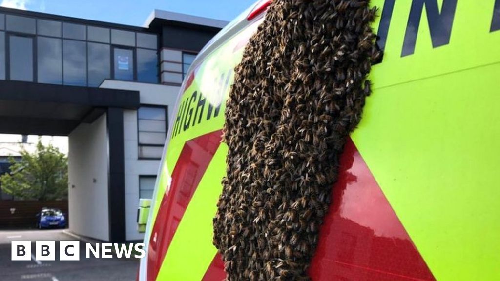 Why did these bees swarm an Aberdeen work van? - BBC News