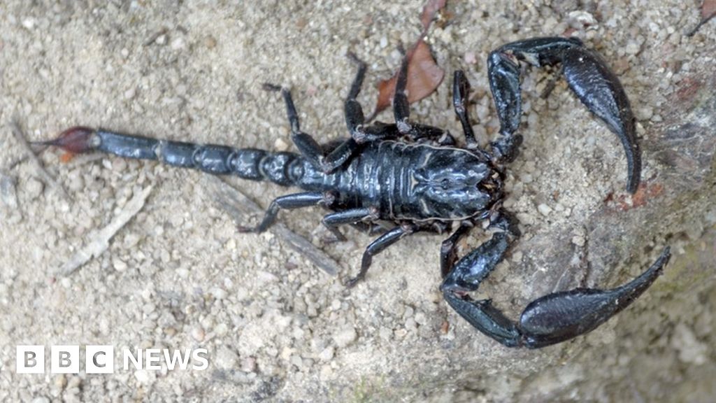 Scorpion crawls out of London to Edinburgh train passenger's bag - BBC News