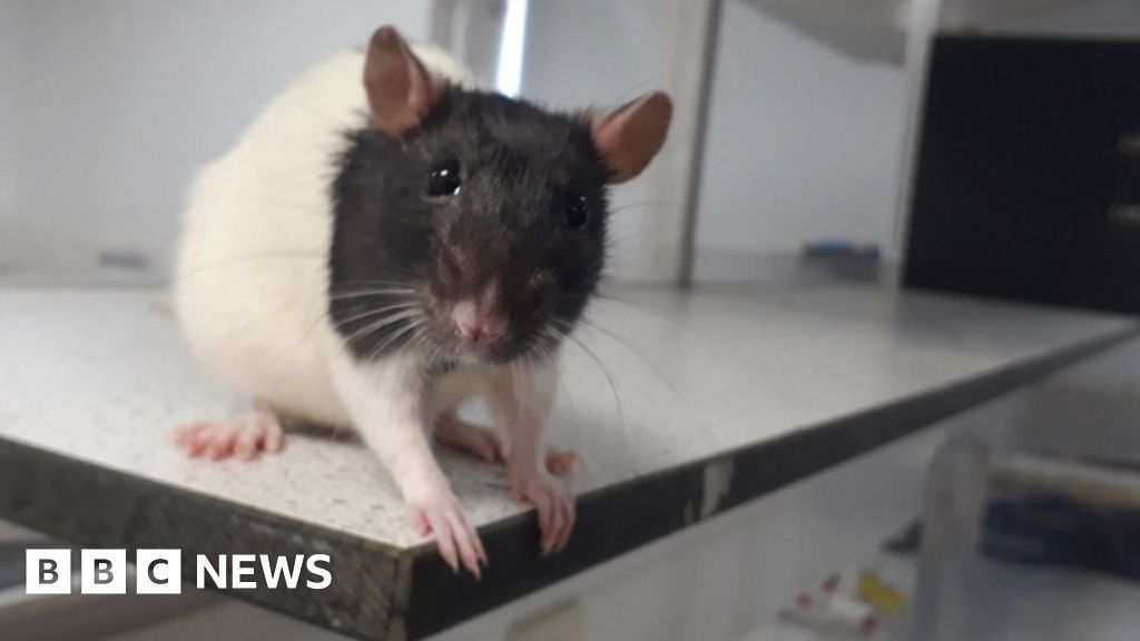 Gene therapy reverses rat's paralysis - BBC News