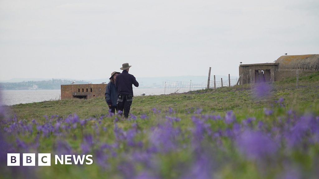 Flat Holm island wildlife count goes digital - BBC News