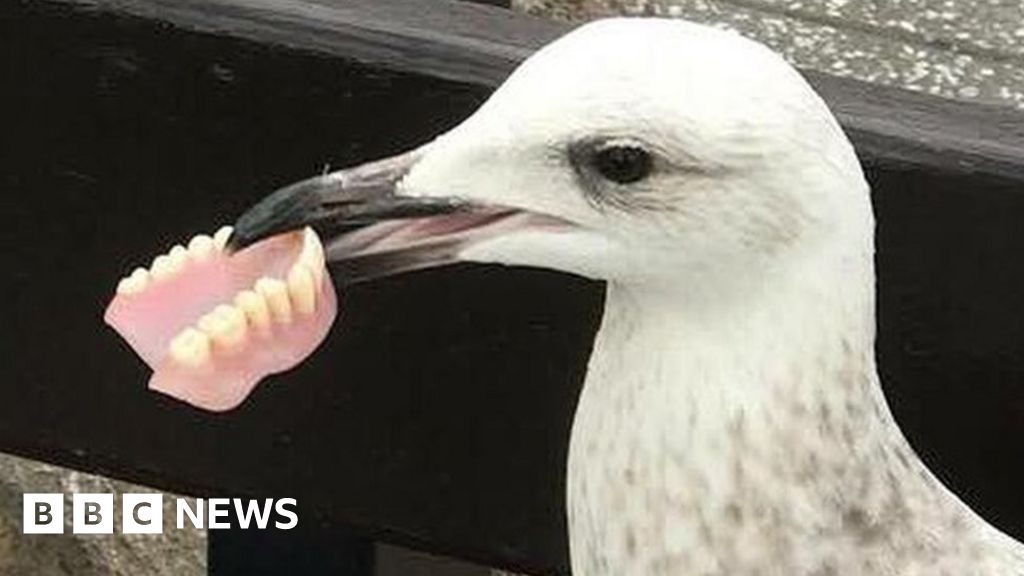 Seagull snaps up false teeth from bench in Torquay Harbour - BBC News