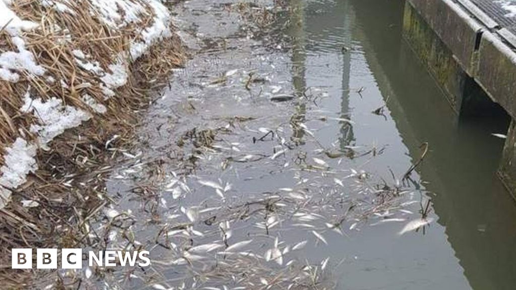 River Witham: Dead fish pollution source identified