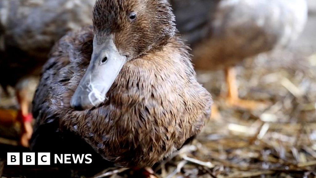 Lead poisons '100,000 birds annually' - BBC News