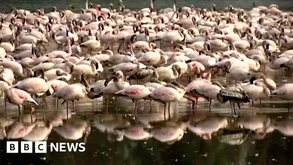 Migrating flamingos turn Mumbai lakes into 'sea of pink' - BBC News