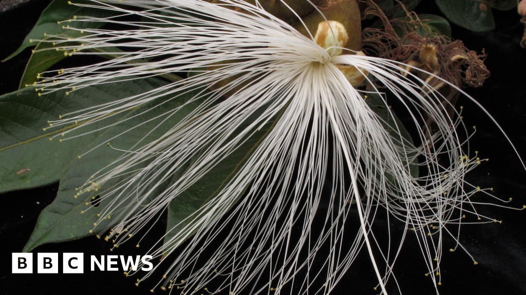 'Green gold' tree offers Brazil deforestation hope - BBC News