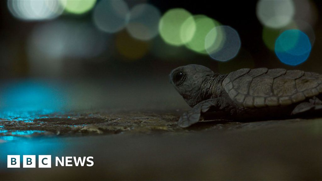 Planet Earth II: Why we saved the turtles - BBC News