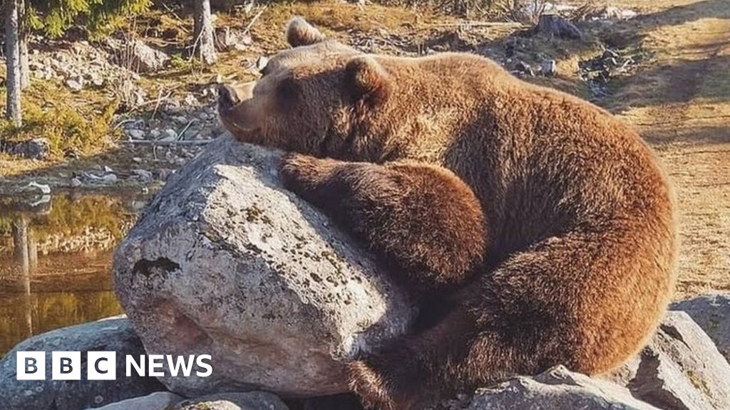 Ipswich five-year-old raises £300 for new bear enclosure