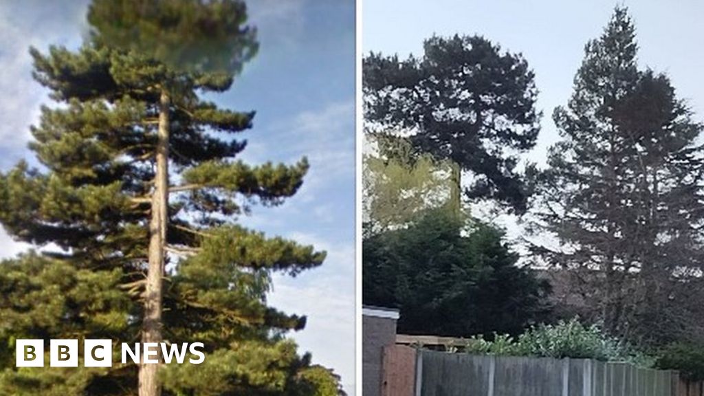 Stockton council error means 200-year-old tree chopped down - BBC News