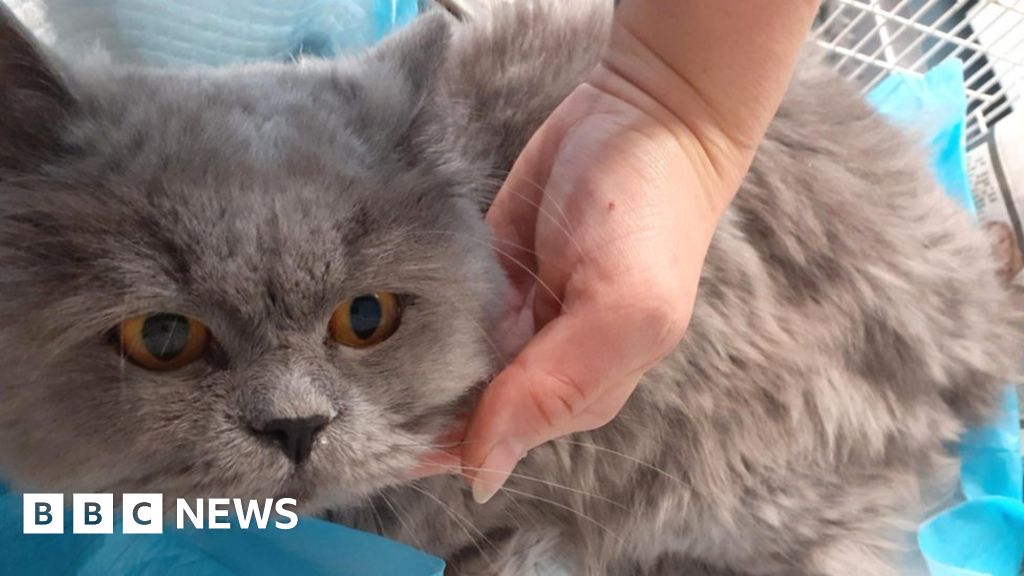 Plea after four cats fall from same block of Aberdeen flats