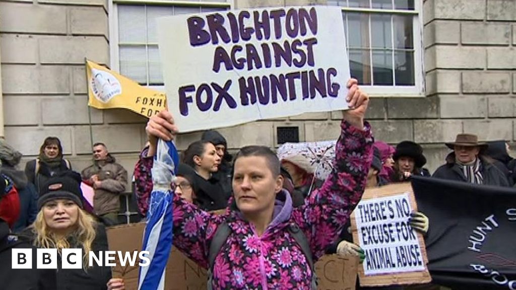 Boxing Day hunts: Protests over fox deaths - BBC News