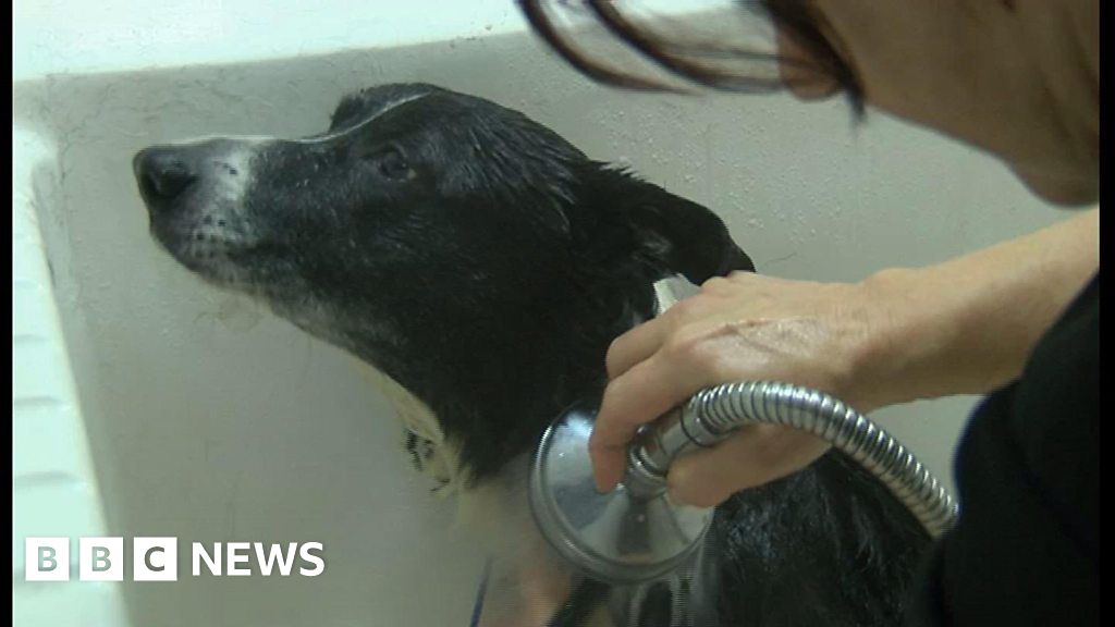 Norfolk dog groomer helps homeless by washing their dogs - BBC News