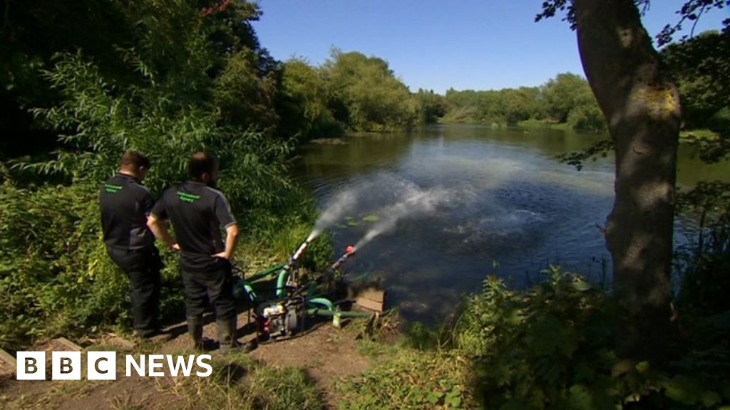 Drought: Fish at risk in Nottingham and Derbyshire - BBC News