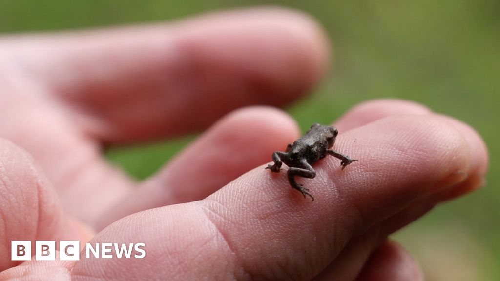 'Toad Girl' returns to help toadlets across Hexham road - BBC News
