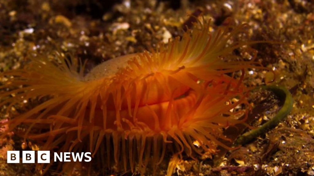 Damaged Scottish reef 'biggest of its kind' - BBC News