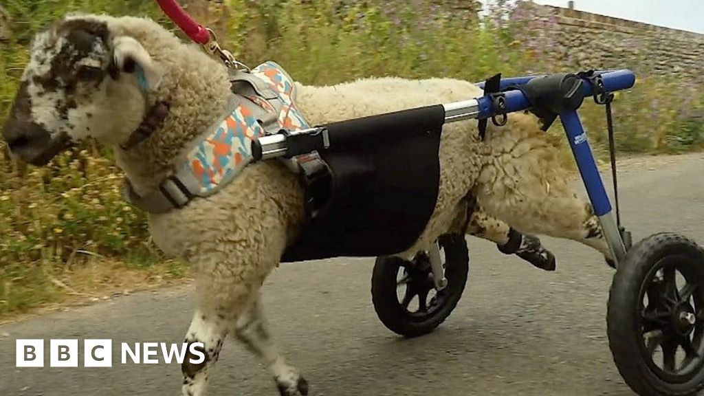 Suffolk lamb given wheels to stay mobile after legs fail - BBC News