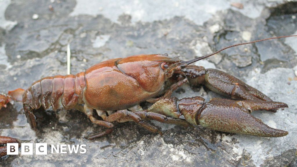 Lincolnshire conservationists help native crayfish comeback - BBC News