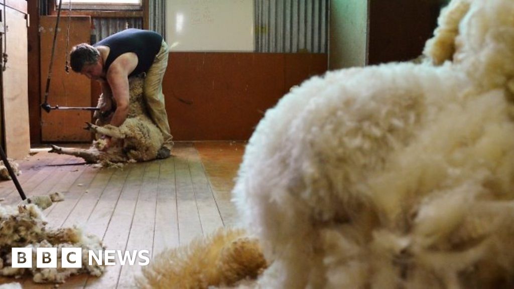 How to shear a sheep, and win - BBC News