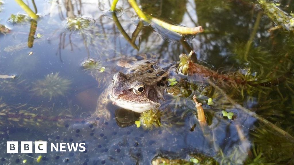 Jersey wildlife project looking for people to watch ponds - BBC News
