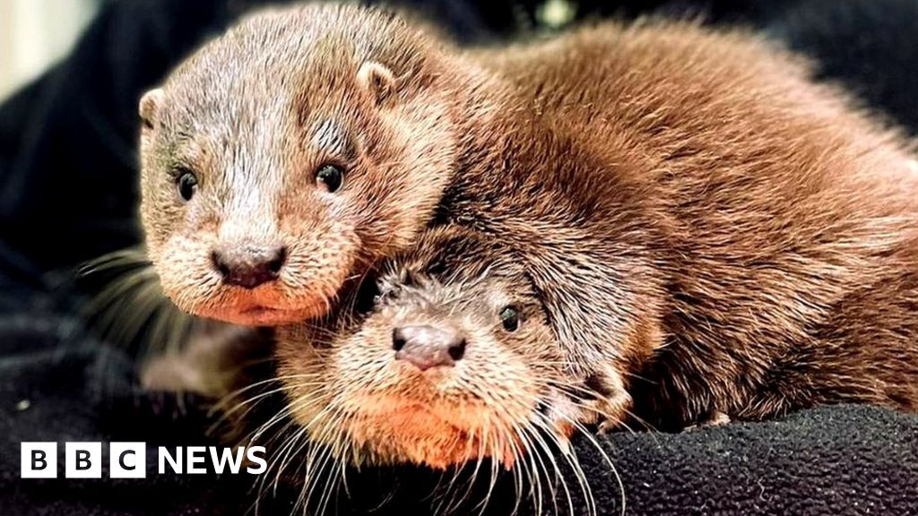 Orphaned otter cubs found wandering Inverkeithing streets
