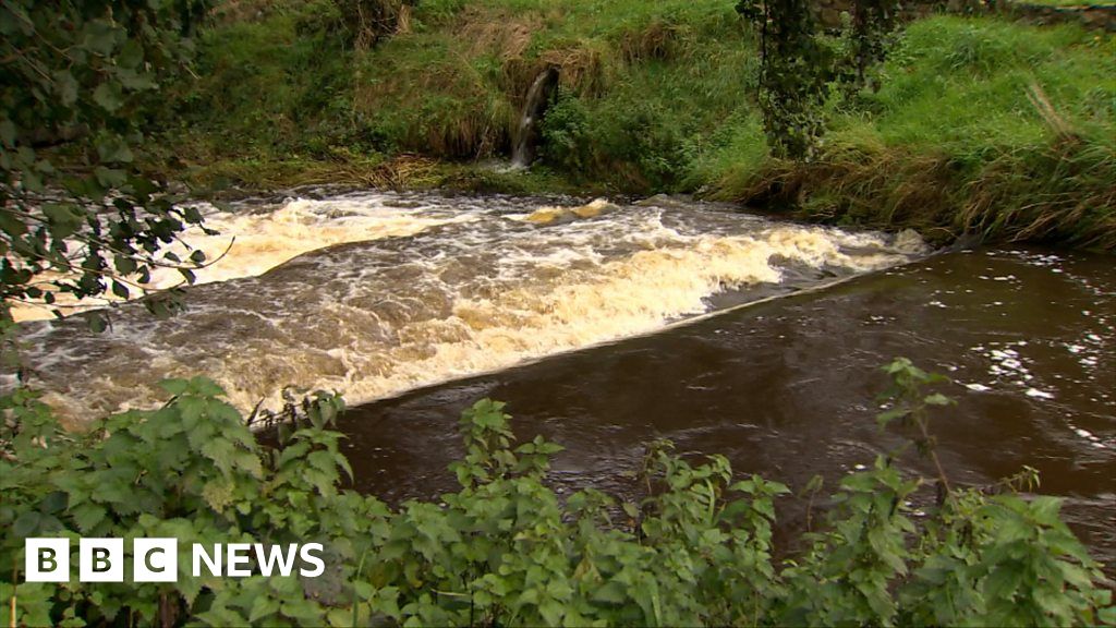 County Armagh: Fish kill on Callan River described as heartbreaking ...