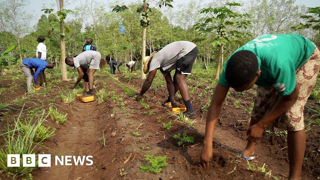 Benin's farming bootcamp for aspiring entrepreneurs - BBC News