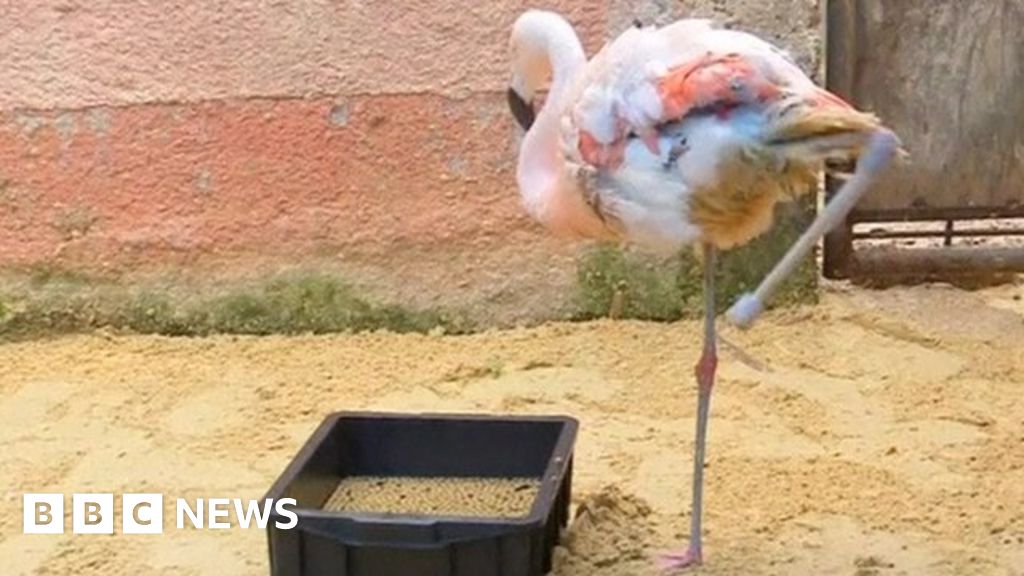 Brazilian flamingo fitted with prosthetic leg - BBC News