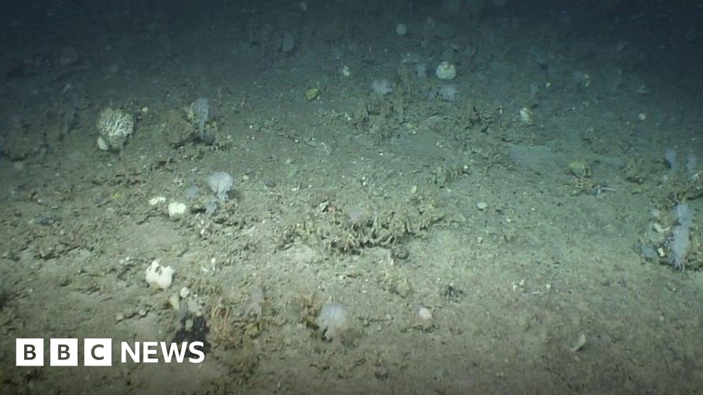 Rare coral found off the west coast of Ireland - BBC News