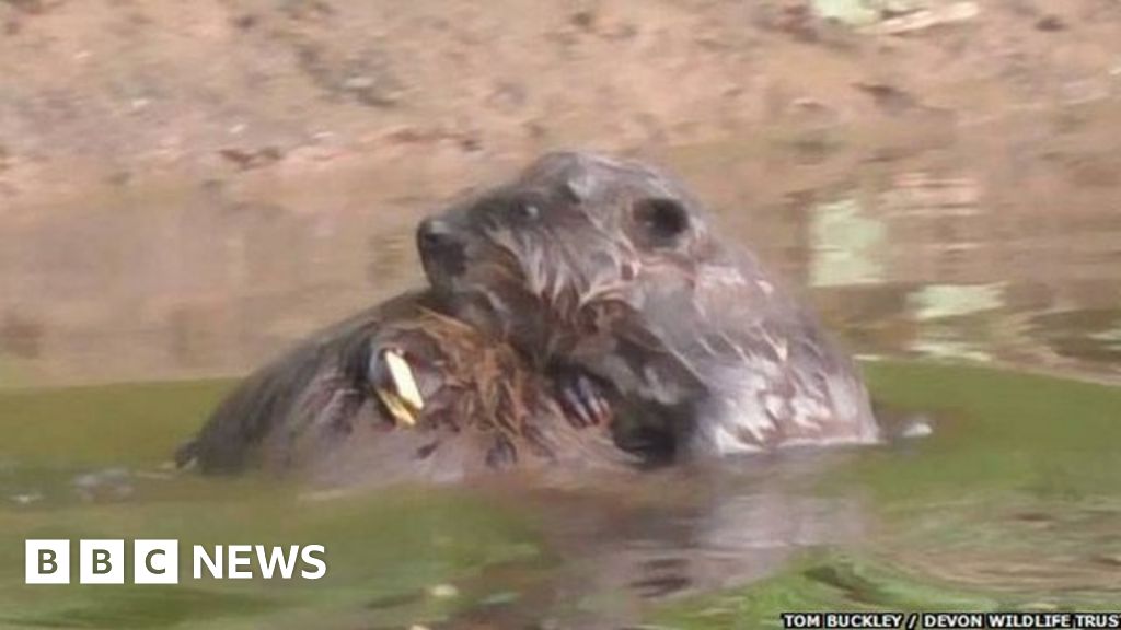 Wild female beaver gives birth - BBC News