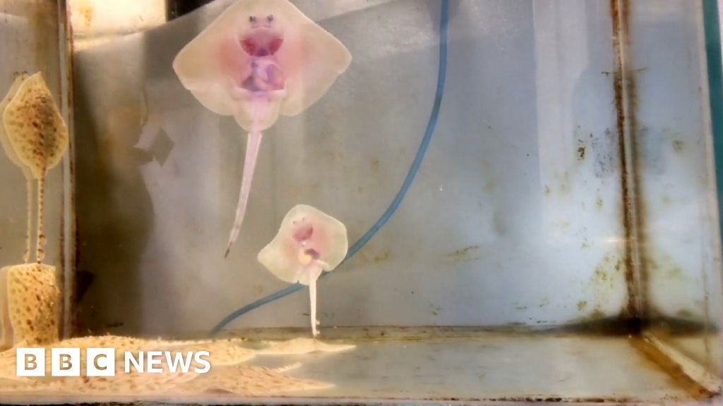 Baby ray fish grown in sandwich bag 'hatches' in Macduff - BBC News