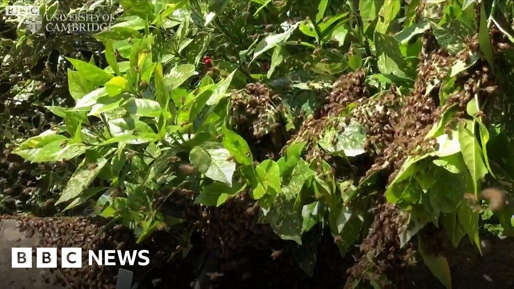 Bees swarm on the University of Cambridge - BBC News
