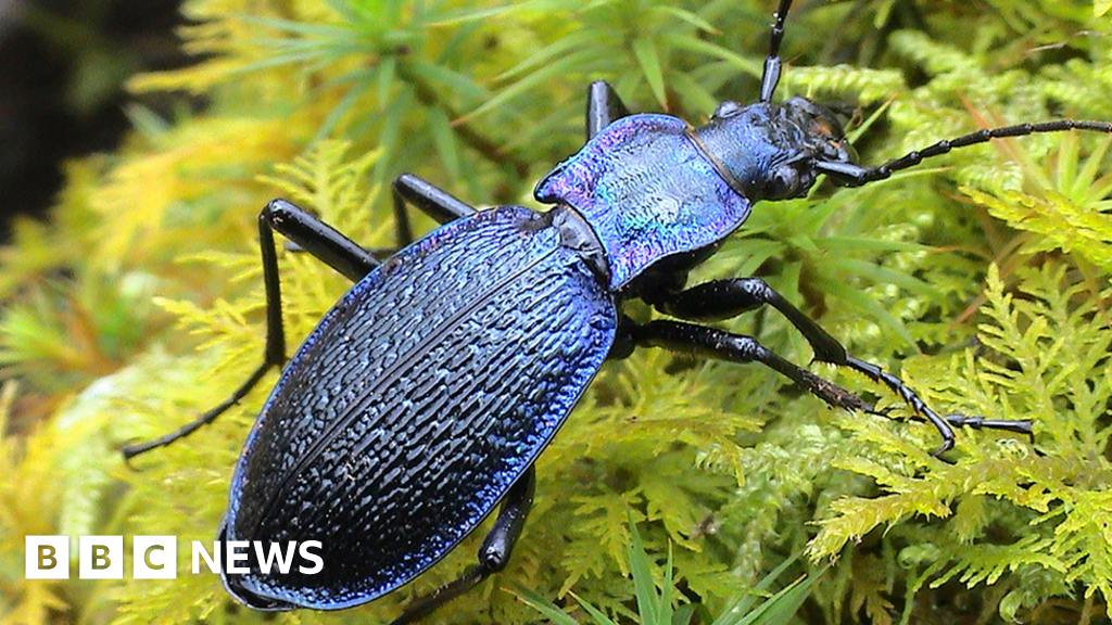 Bugs, creepy crawlies and where to find them in Wales - BBC News