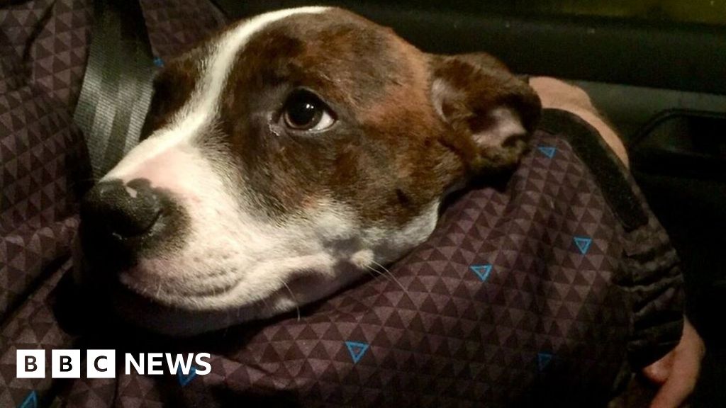 Puppy attacked by gang of teenagers in Birmingham park - BBC News