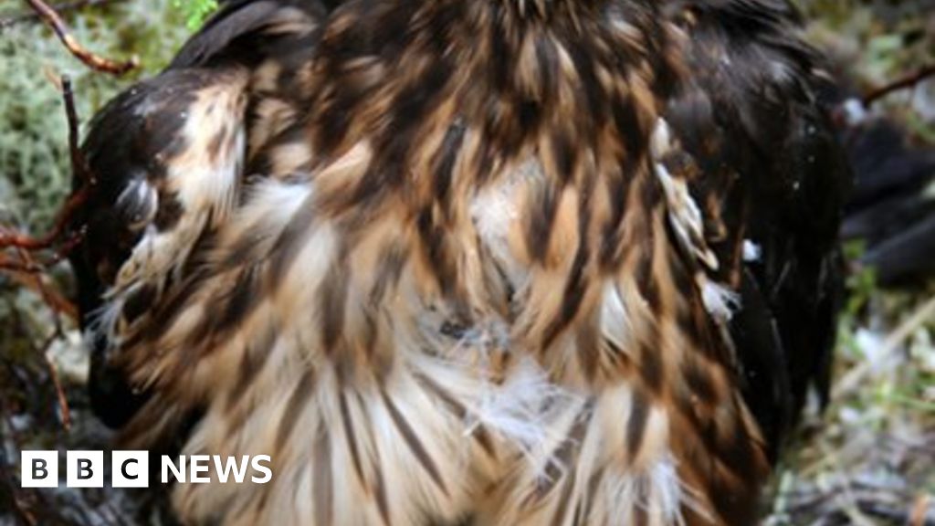 Young tagged hen harrier goes missing in 'suspicious' circumstances ...